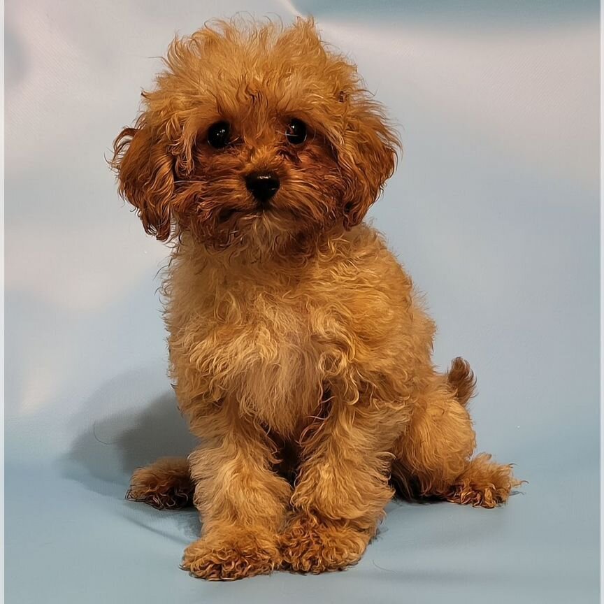 Той-пудель, щенок