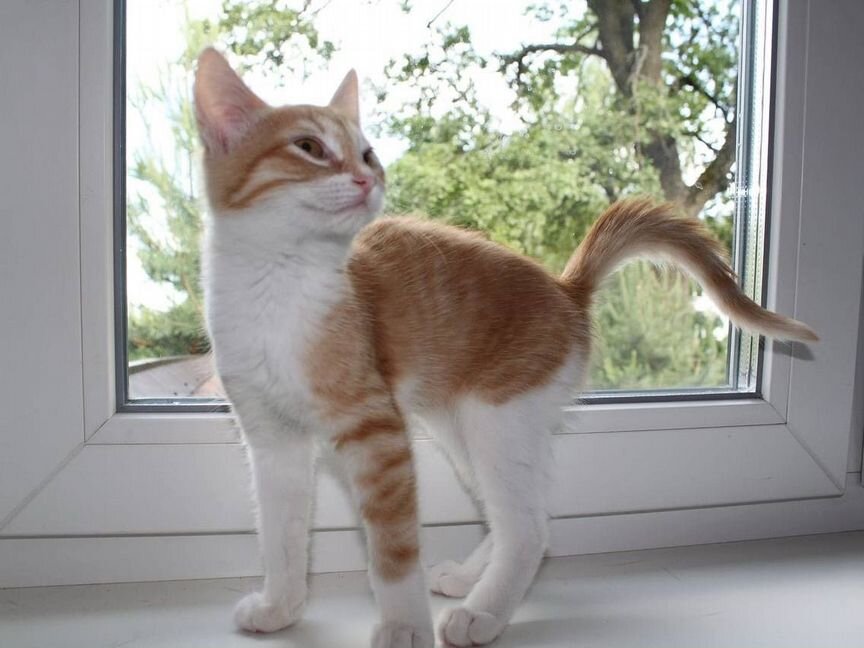 Котята лапочки