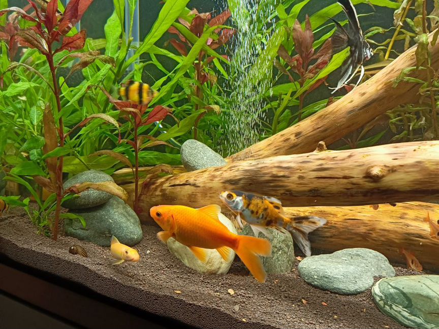 Золотая рыбка (комета )