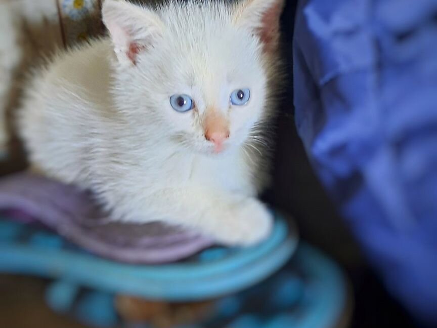 Котенок (мальчик) в добрые руки