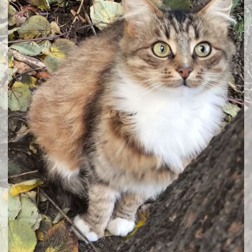 Молоденькая кошечка Барселона, 1 год