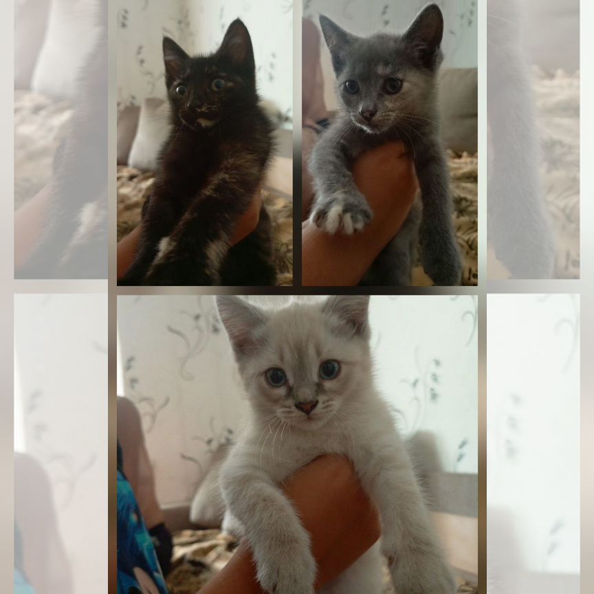 Котята в добрые руки бесплатно
