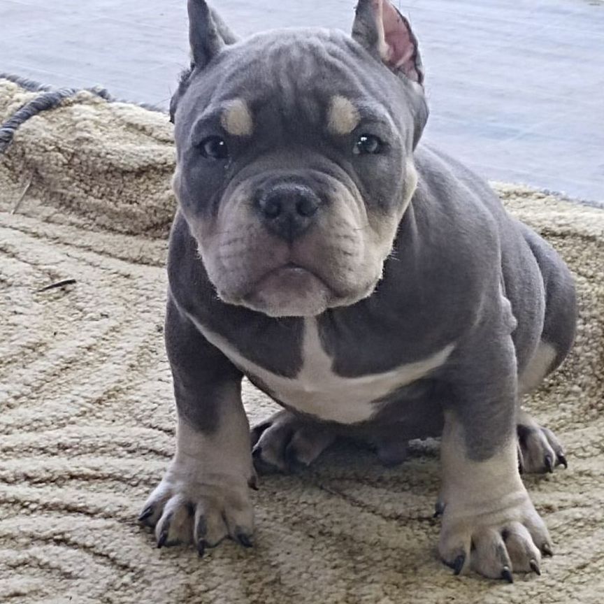 Супер детки булли