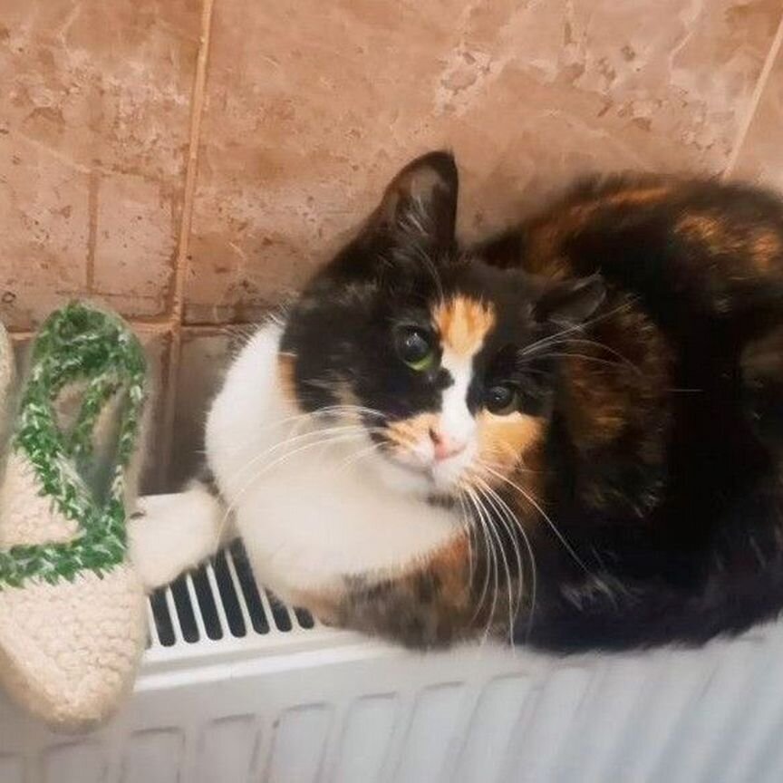 Кошка Муся