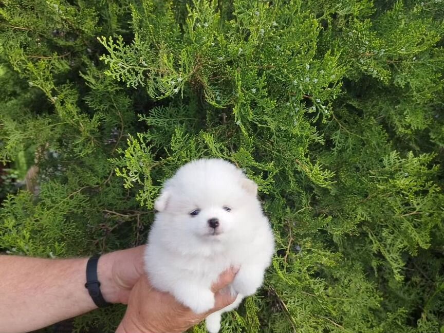 Белые шпицы мини мишки