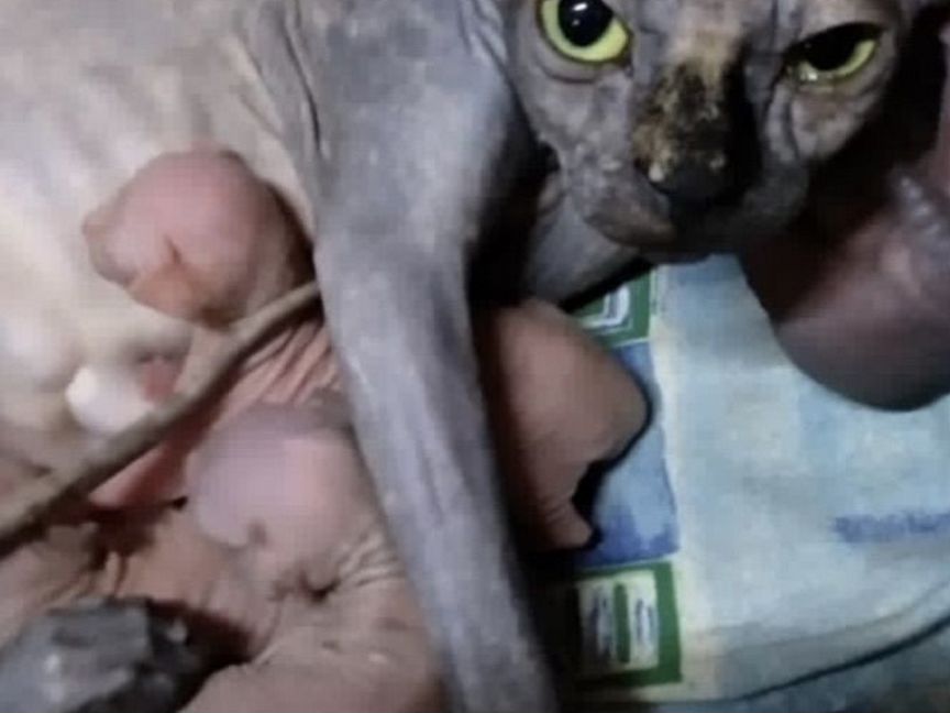 Канадский сфинкс