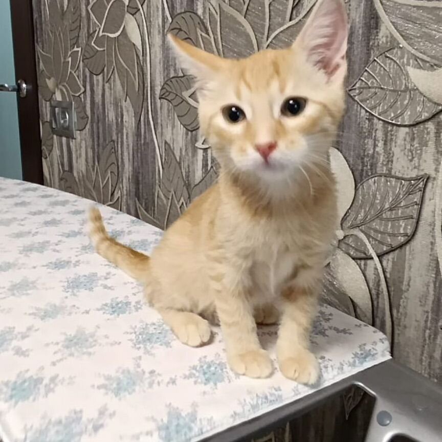 Кошки