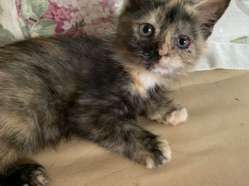 Кошка в дар