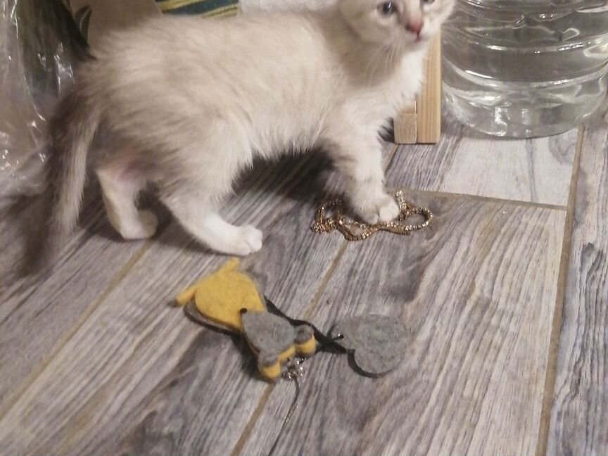 Красивый котёнок в добрые руки