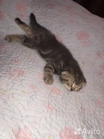 Кошка
