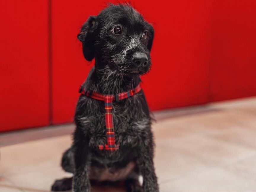 Щенок в добрые руки