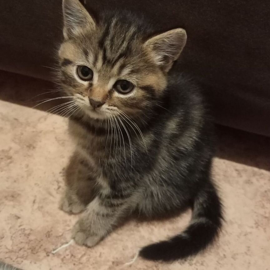 Шотландский прямоухий короткошёрстный котёнок