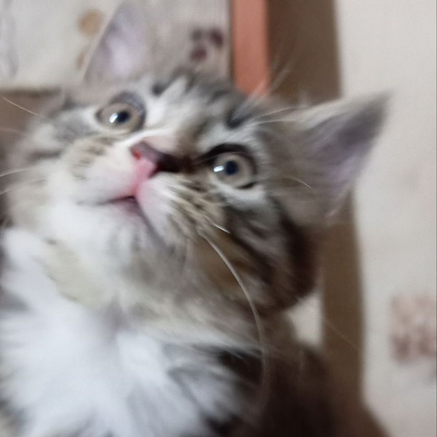 Изумительный мальчик в добрые руки