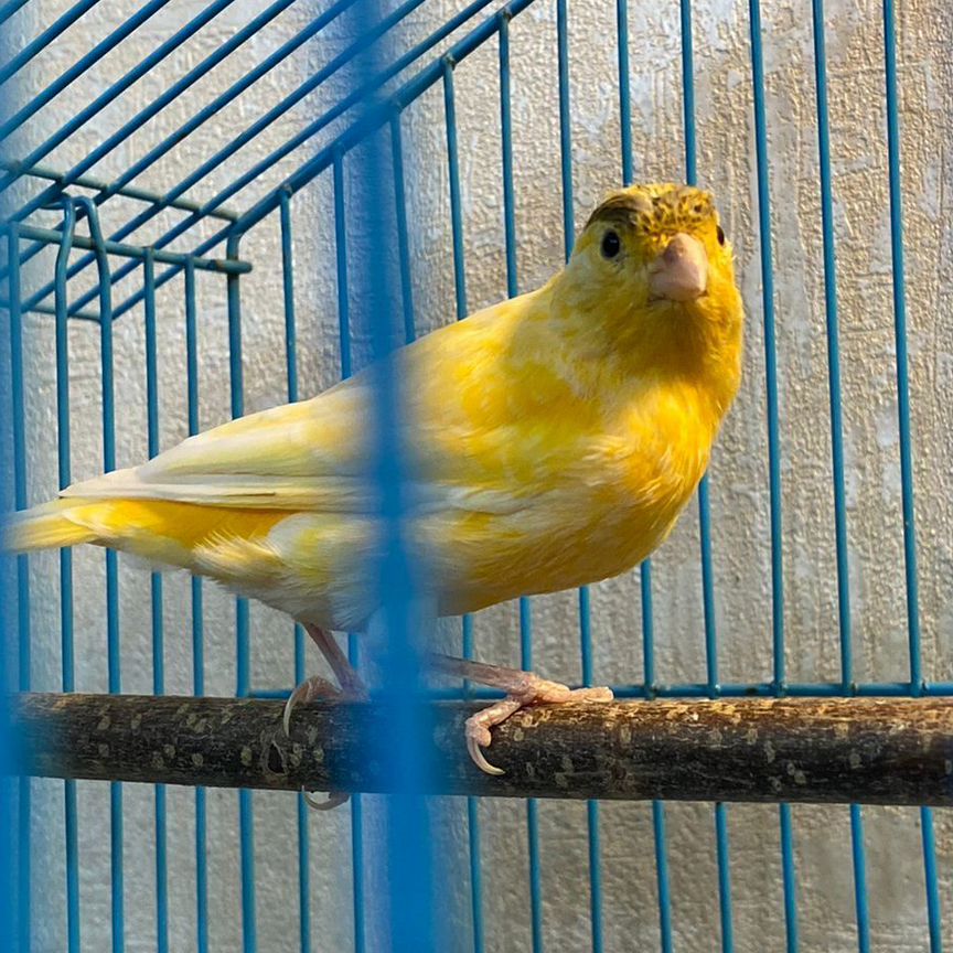 Кенара и канарейки