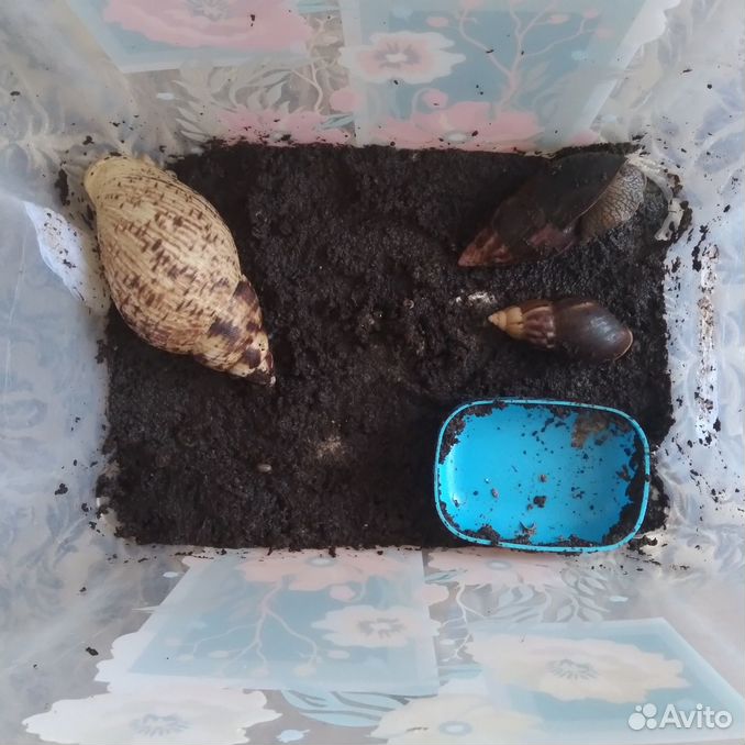 Улитки ахатины с контейнером