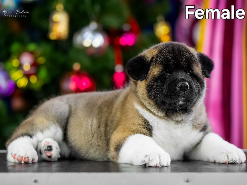 Щенки американской акиты малыши