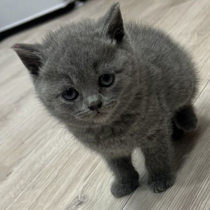 Шотландский прямоухий короткошёрстный котёнок