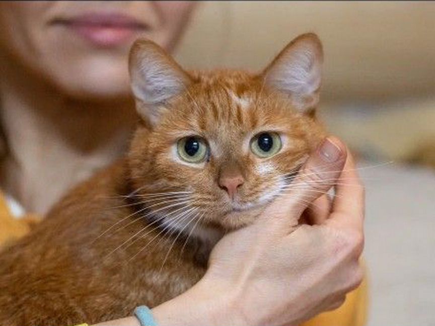 Прекраскот Финик ищет Своего Человека