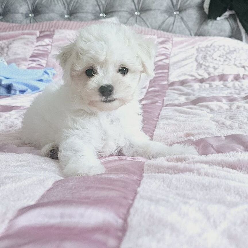 Той-пудель мини девочка, белая