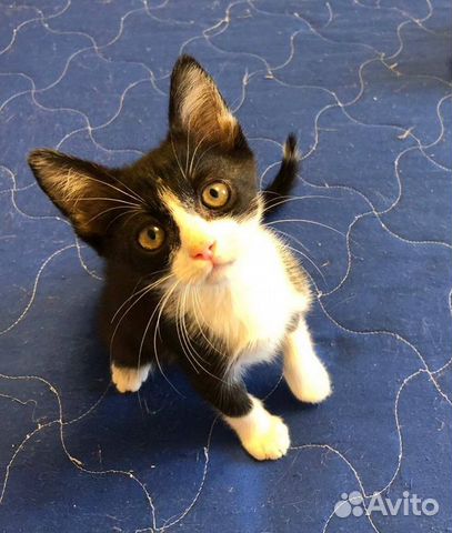 Малыш Плюшкин в дар