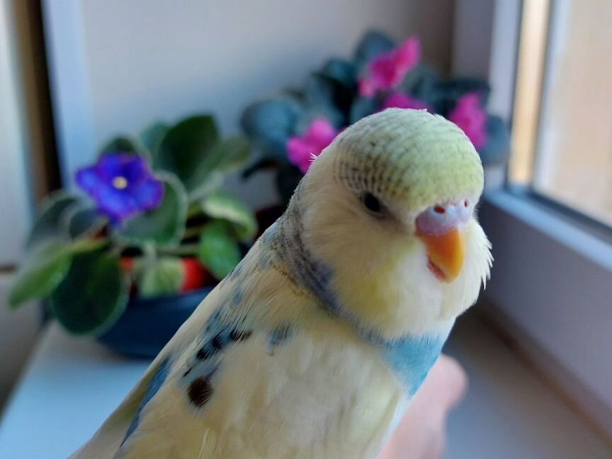 Ручной волнистый попугай