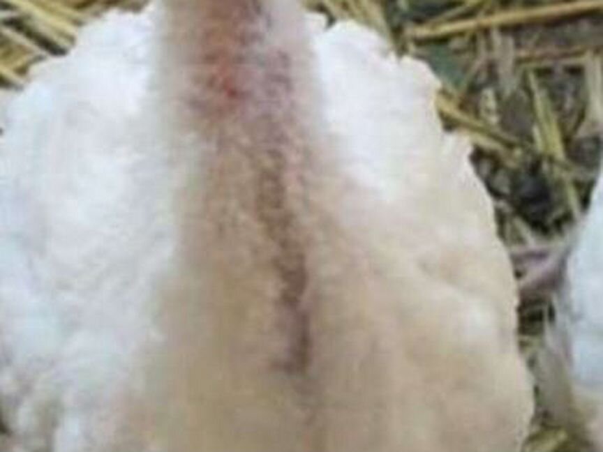 Индюки белая широкогрудая