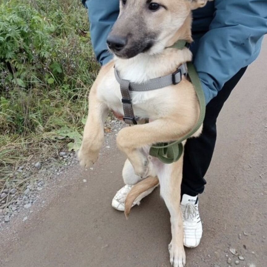 Отдам бесплатно щенка Гвоздичка