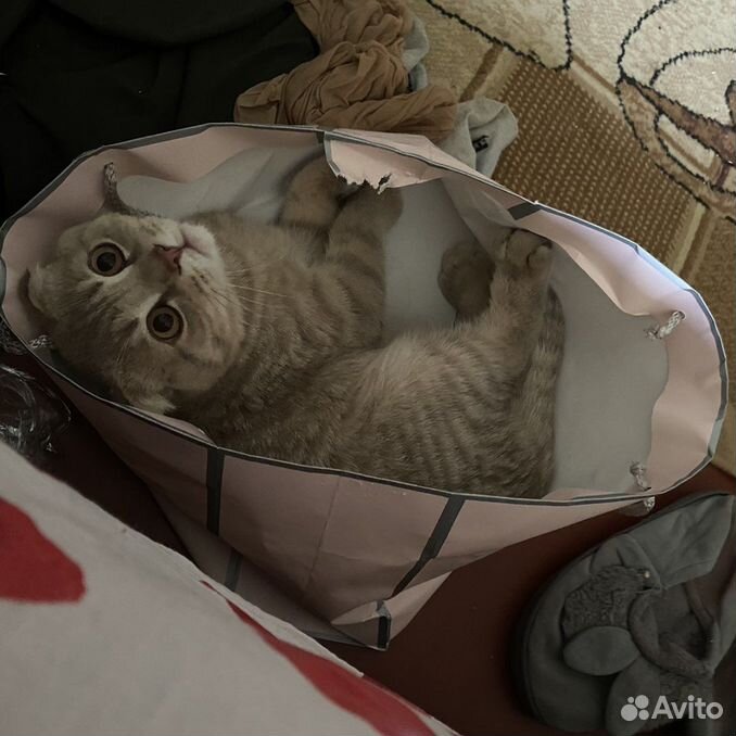 Шотладский кот вязка