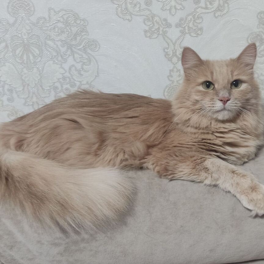 Кошки в добрые руки