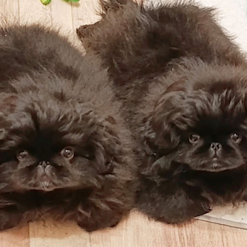 Щенки пекинеса