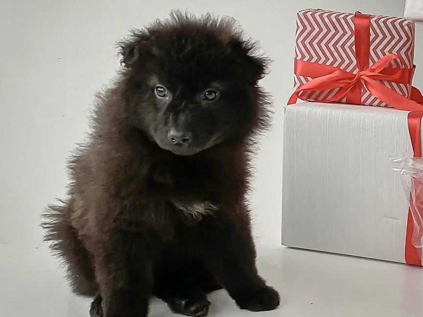 Малышка-девочка Белла