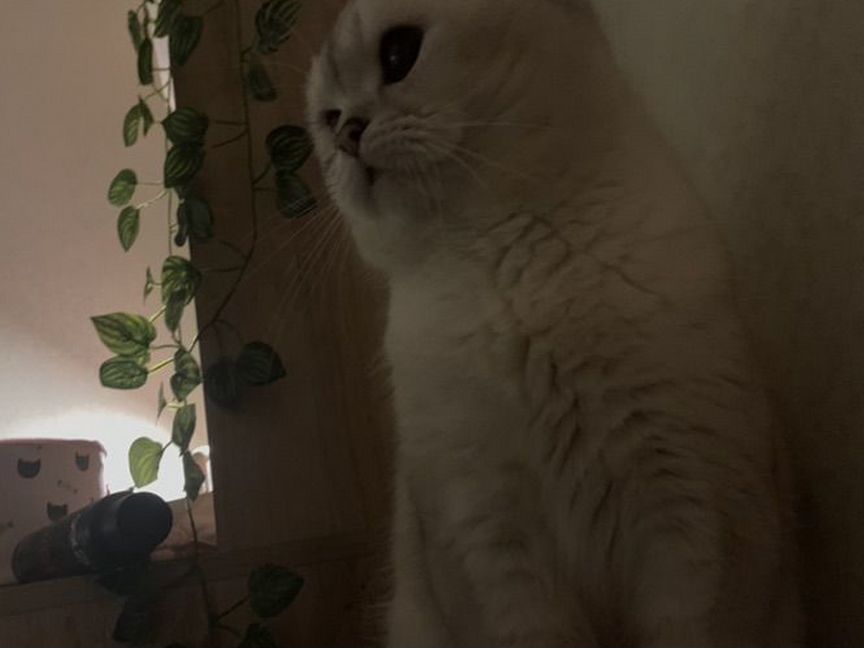 Шотланский кот