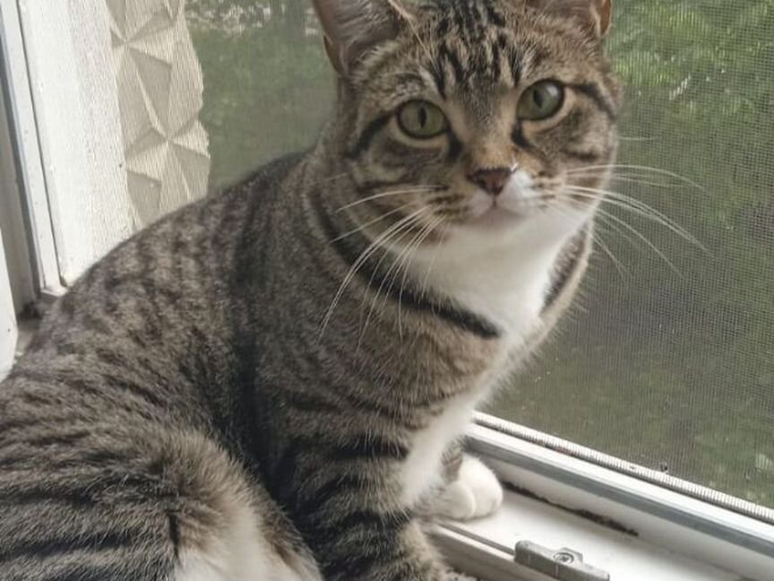 Котик Маркиз