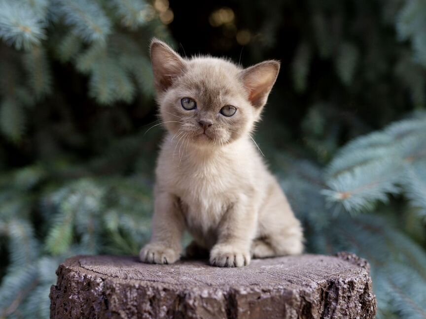 Бурманская кошечка