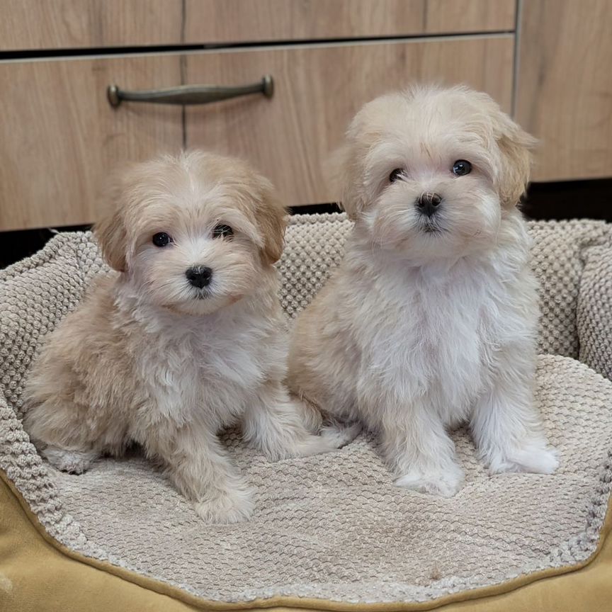 Мальтипу, щенок