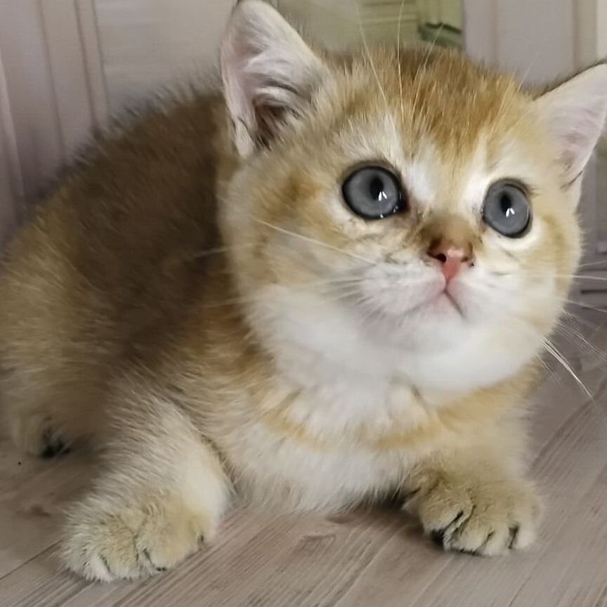 Шотландский прямоухий короткошёрстный котёнок
