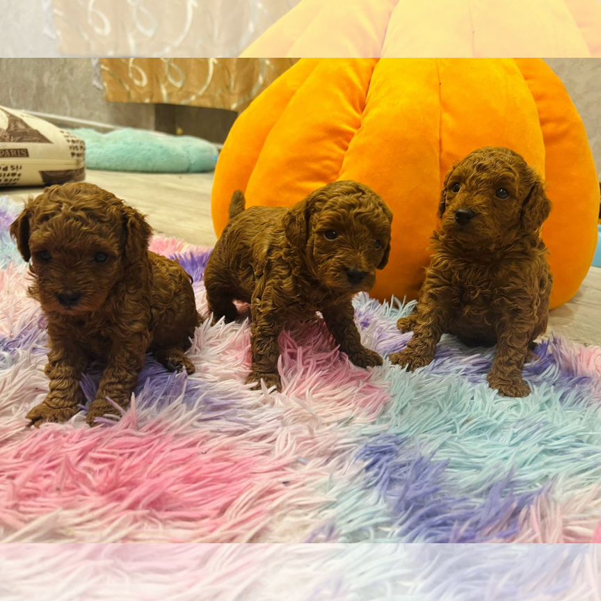 Пудель, щенок