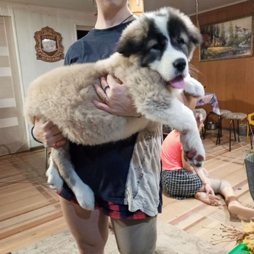 Щенки сао алабай