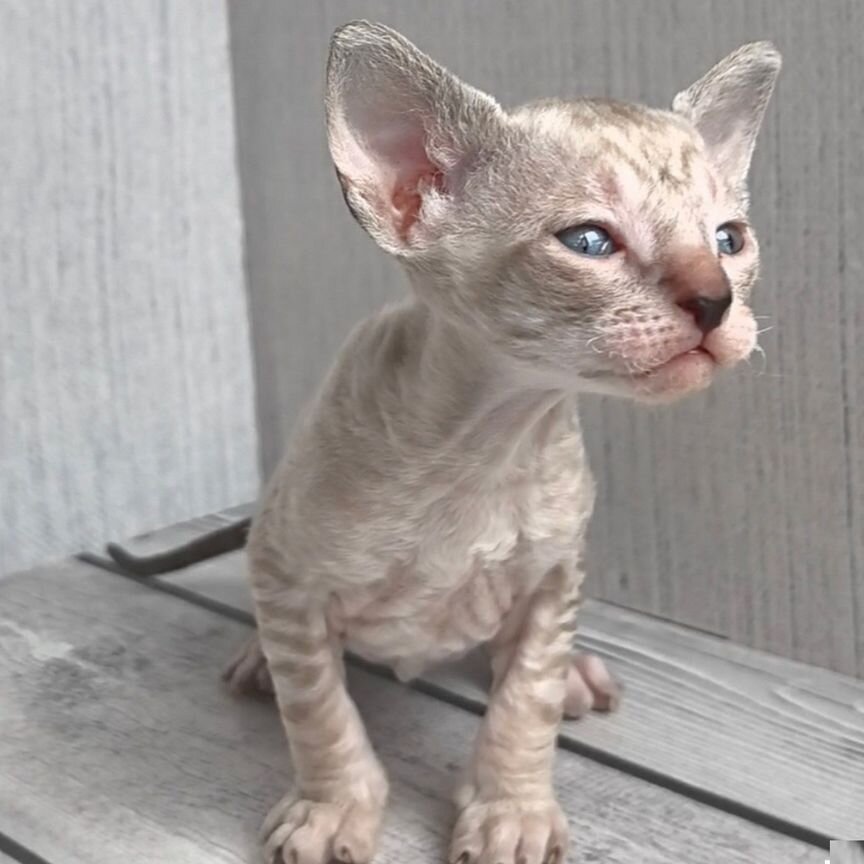 Корниш-рекс котёнок