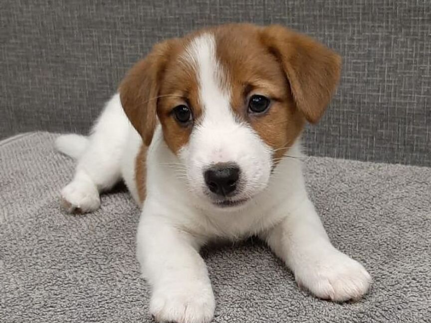 Мальчик Джек Рассел терьер