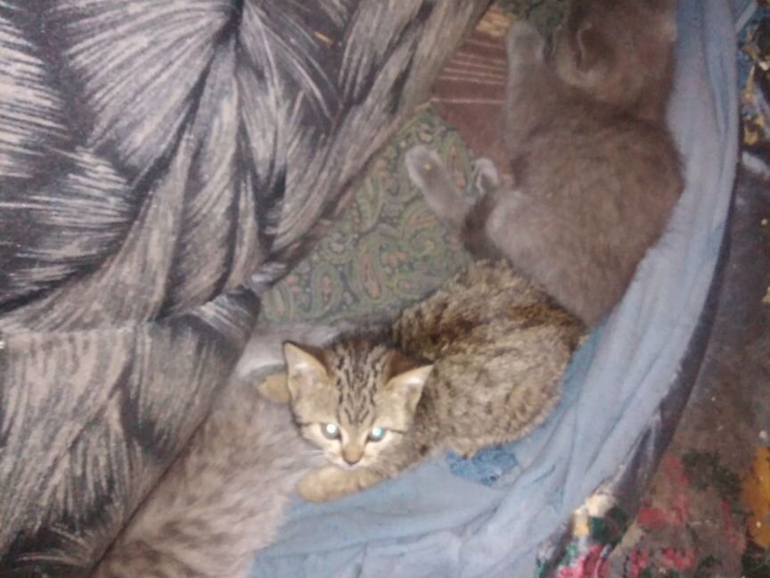 Котята —девочки