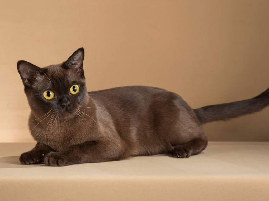 Бурманская кот