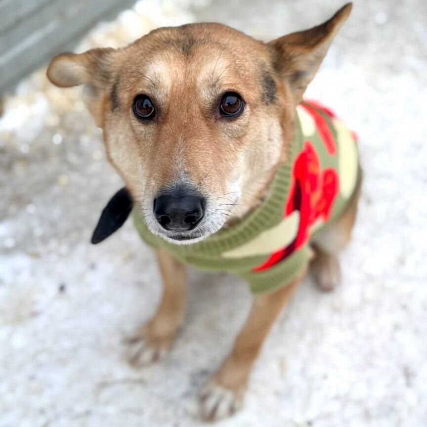 Взрослый пёс в добрые руки