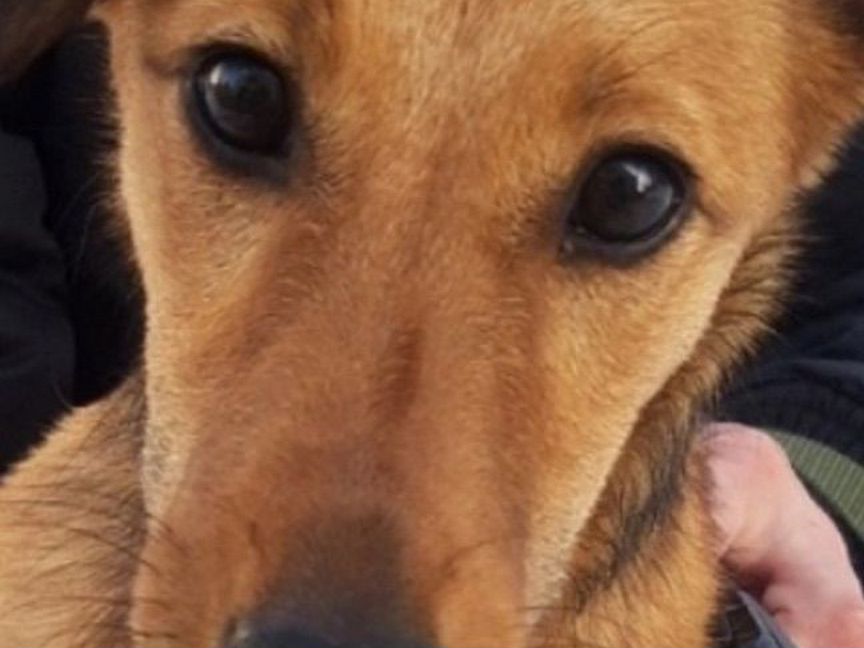 Сальма в добрые руки