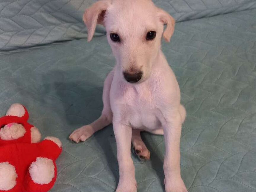 Малыш из отлова ищет дом