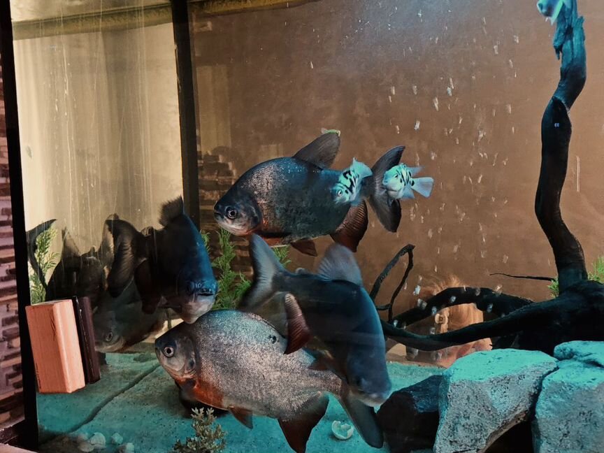 Рыба пиранья