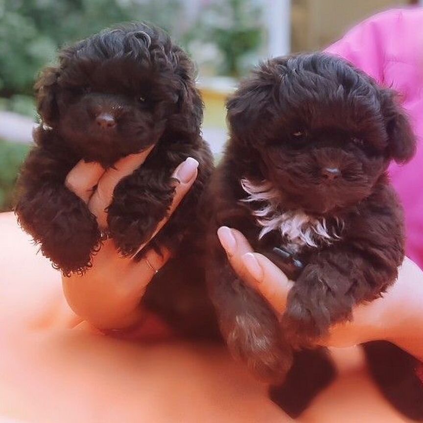 Девочки шоколадные Мальтипу