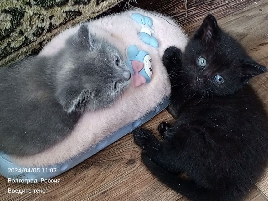 Котята бесплатно