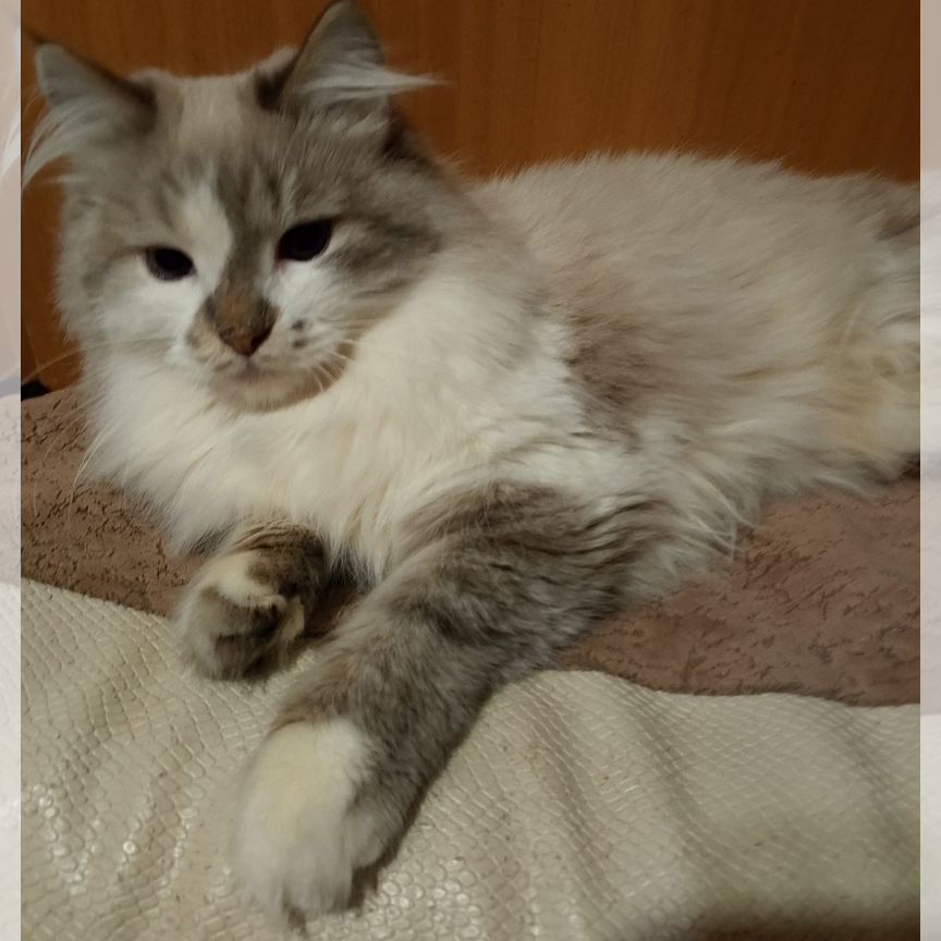 Рэгдолл, взрослая кошка