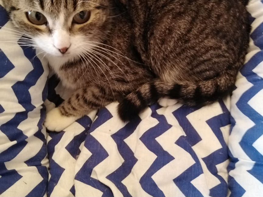 Кошка в добрую семью